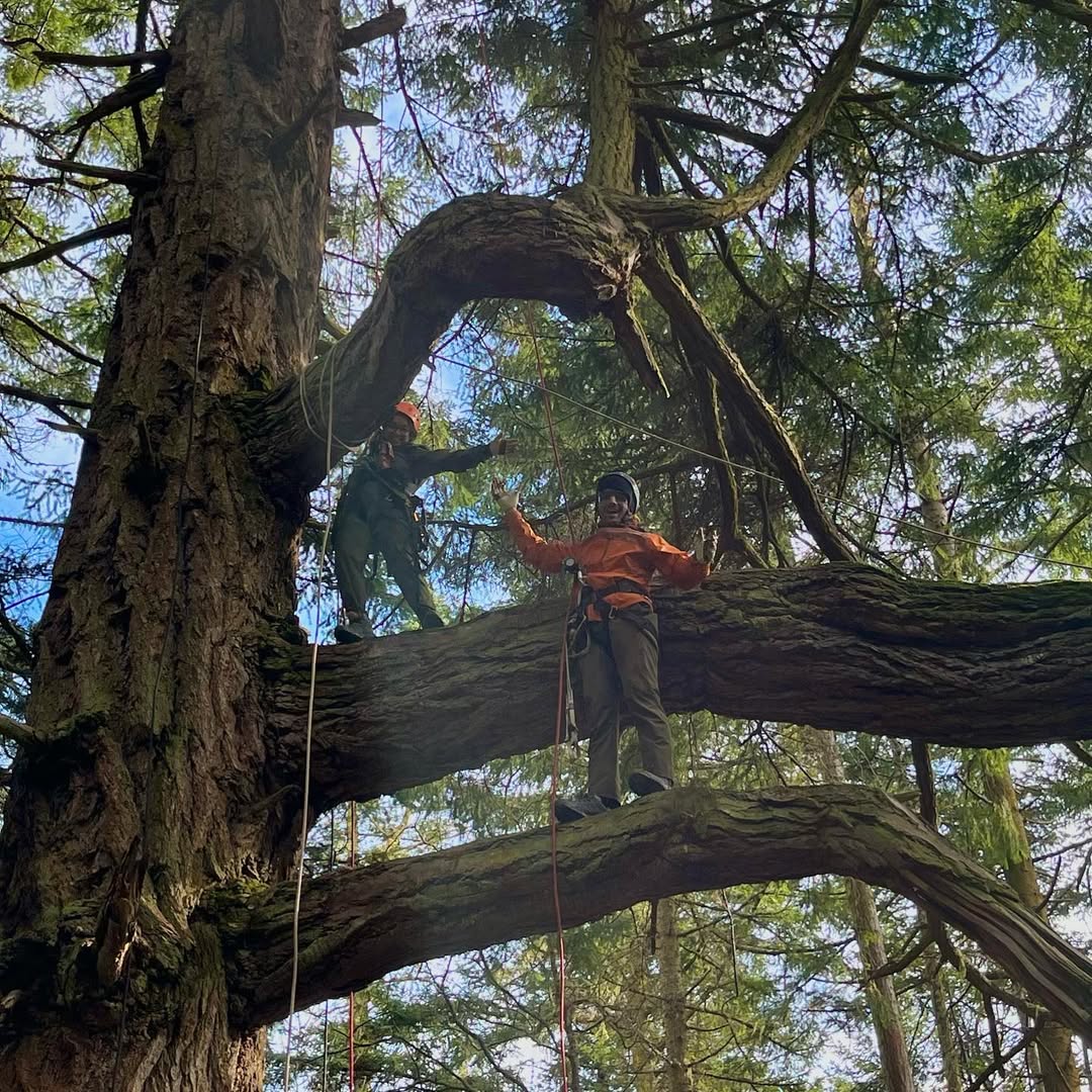 Tree Climbing in Lopez Island