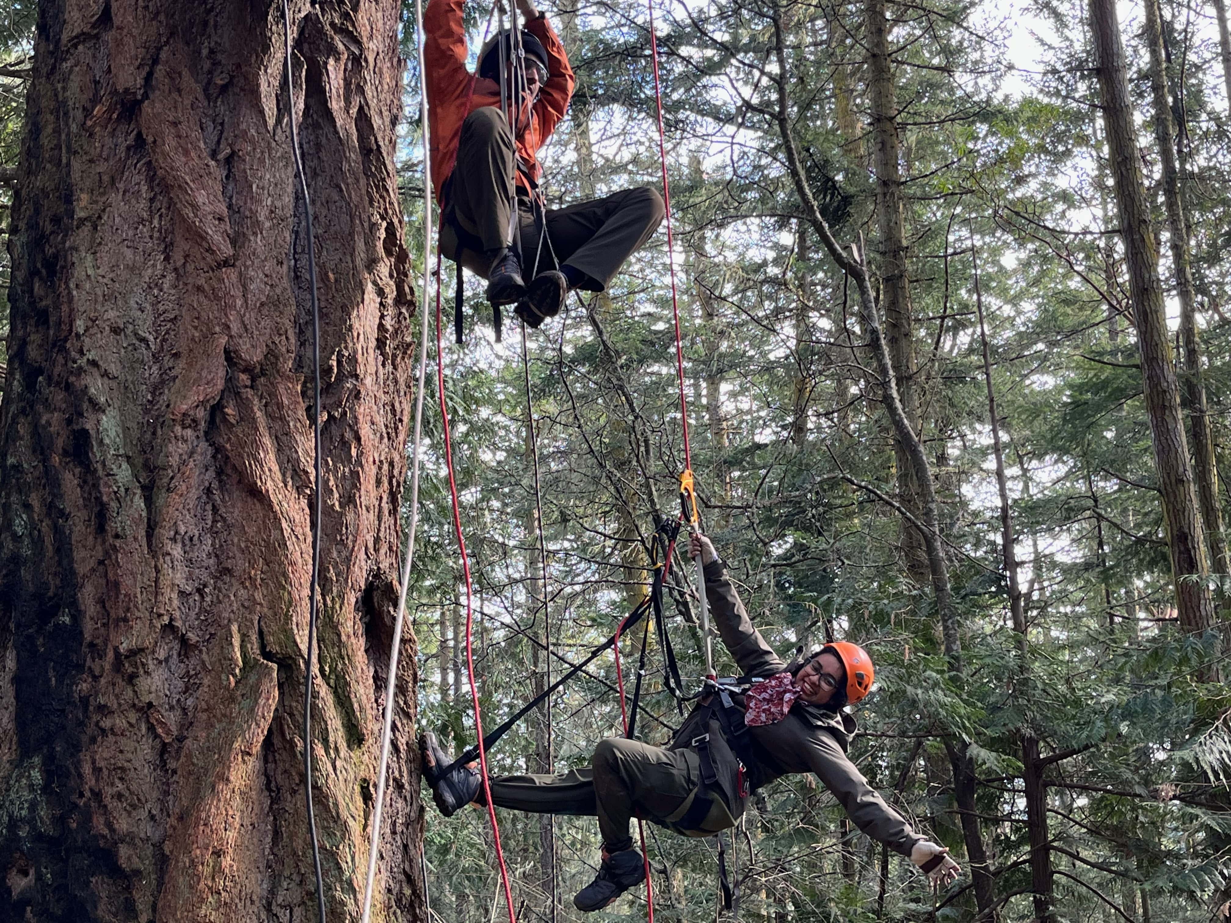 Tree Climbing in Lopez Island