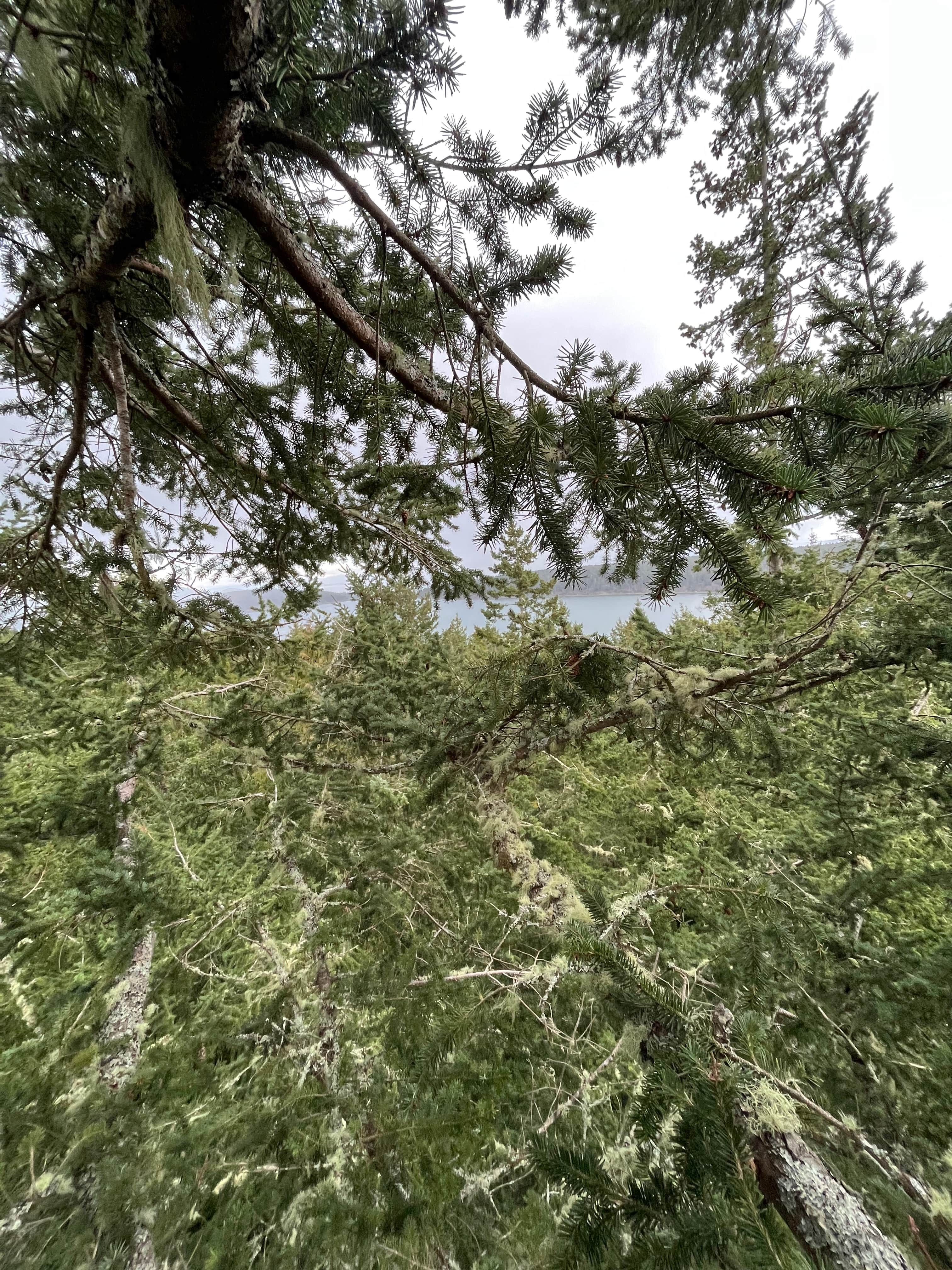 Tree Climbing in Lopez Island