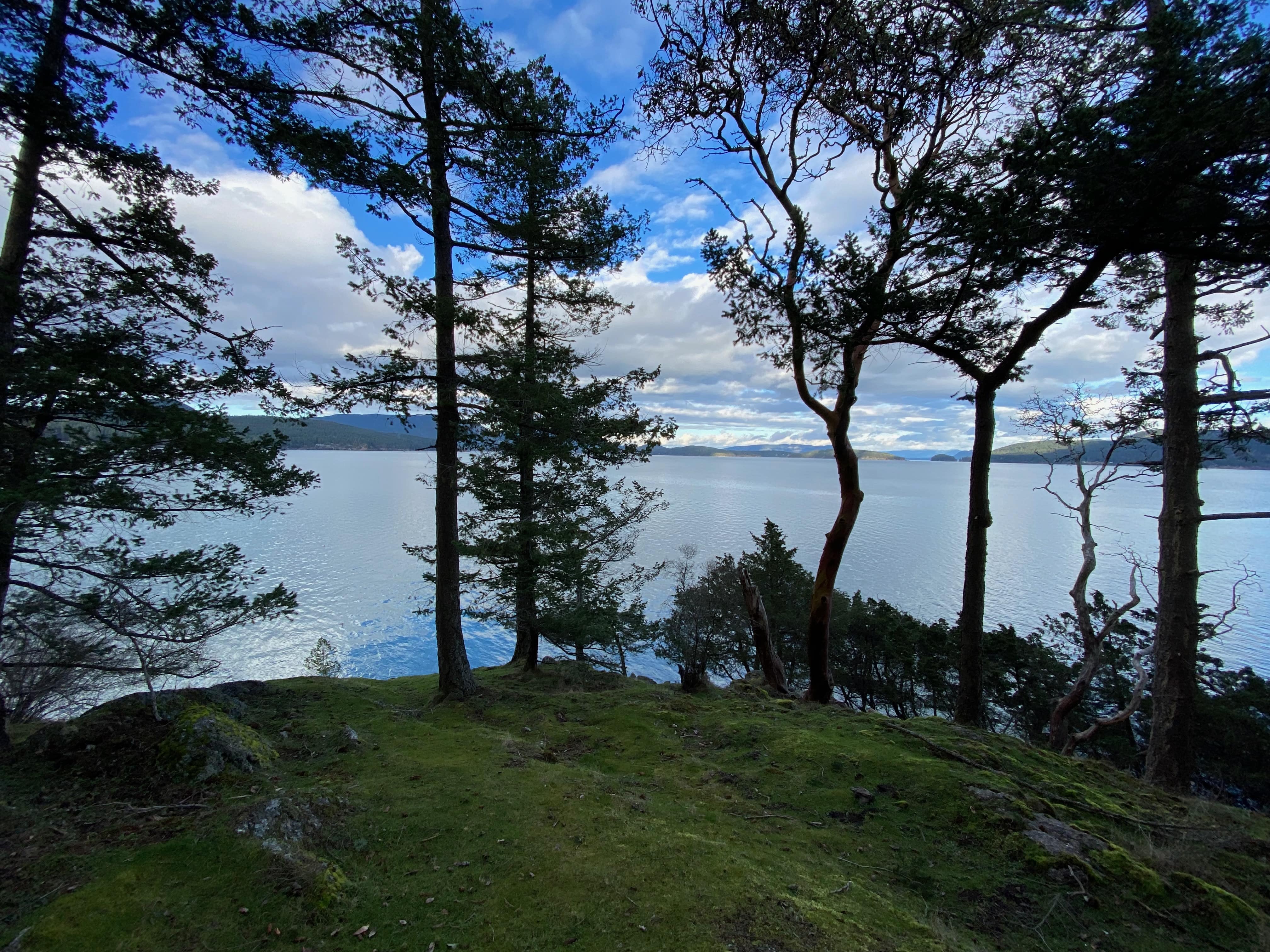 Tree Climbing in Lopez Island